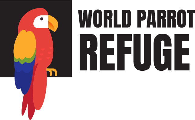 The Different Types of Rosellas Parrots: A Comprehensive Guide - World ...
