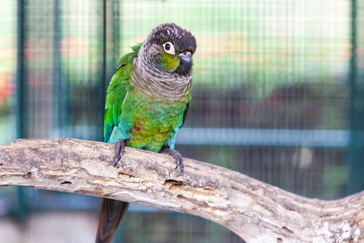 Turquoise Green Cheek Conure Mutation - World Parrot Refuge