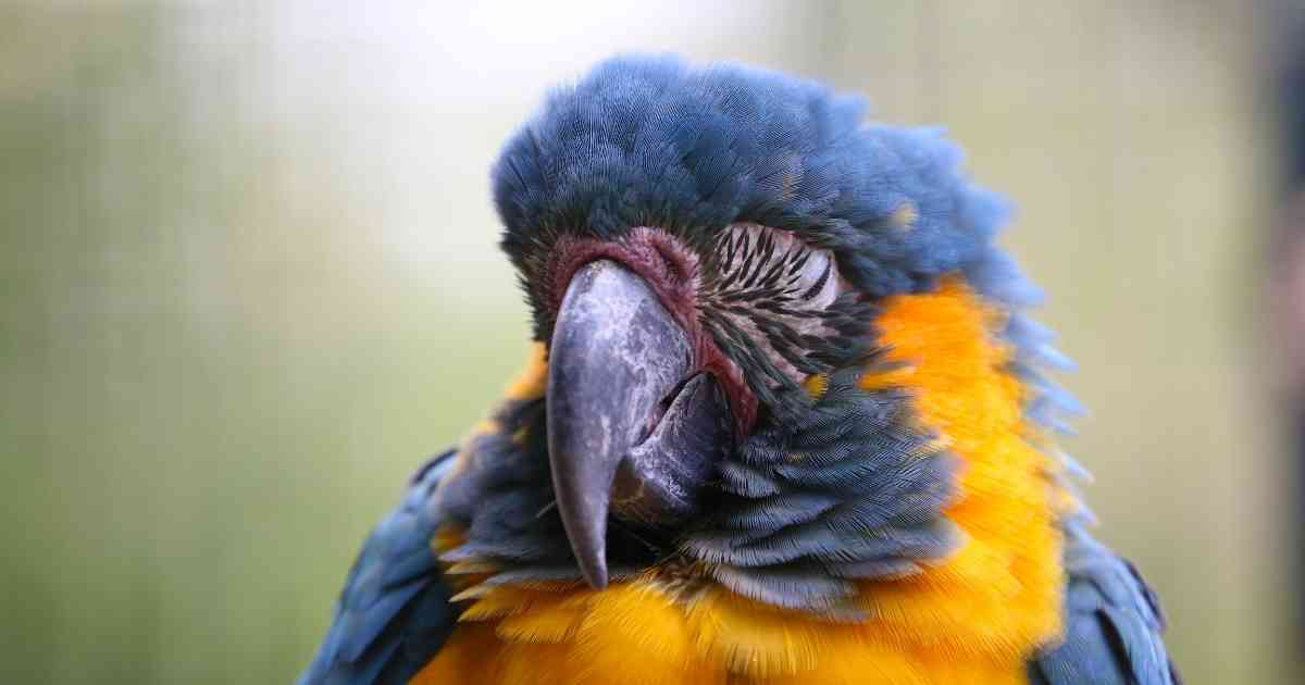 How Do Parrots Sleep? The Definitive Guide