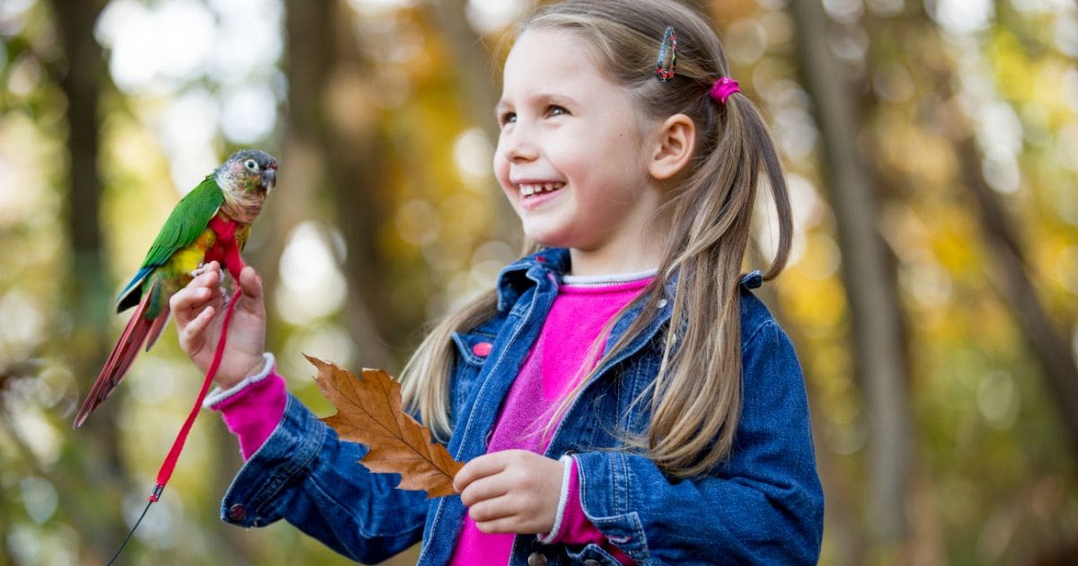 A Beginner's Guide to Choosing the Best Parrot Leash and Reviews of the ...